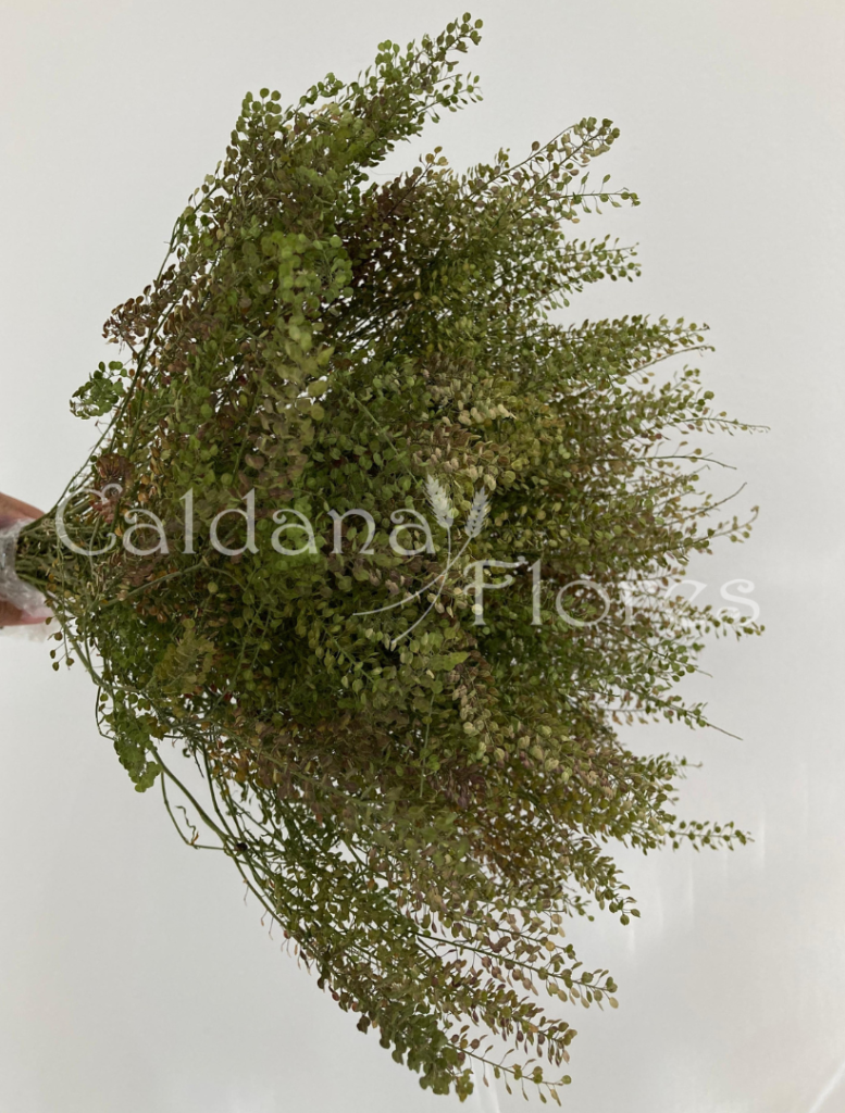 Capim Sementinha – Caldana Flores