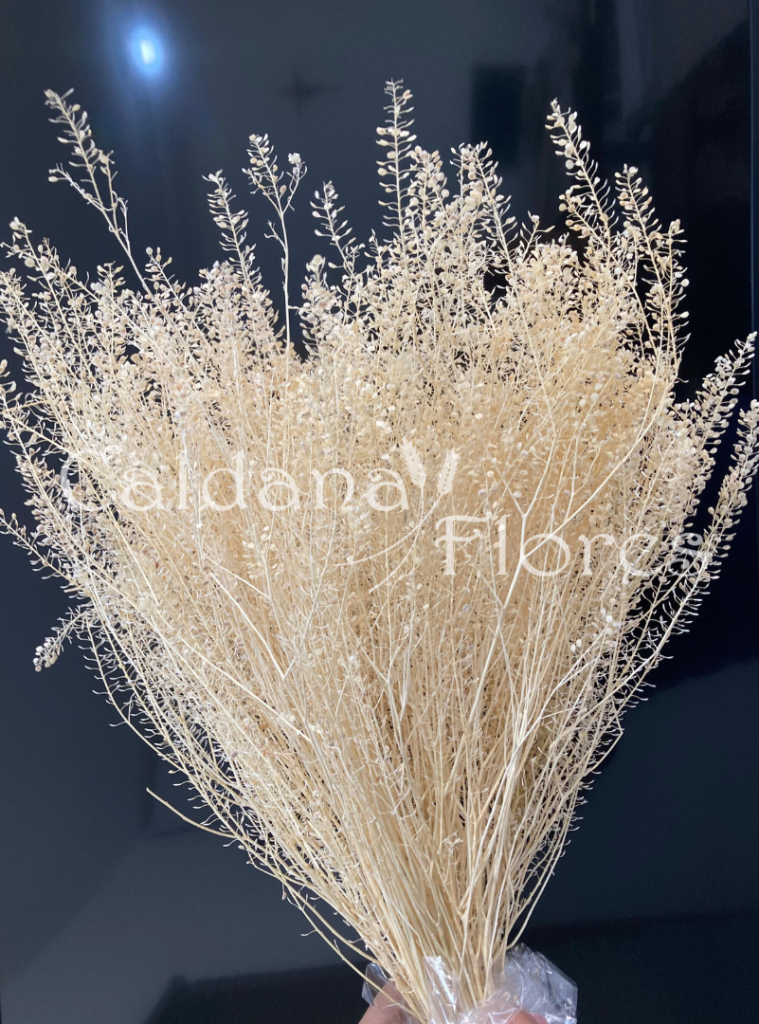 Capim Sementinha – Caldana Flores