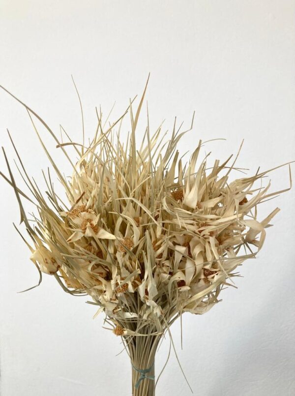 Capim Estrela – Caldana Flores